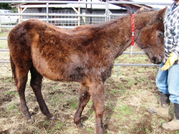 Marion County rescues neglected animals