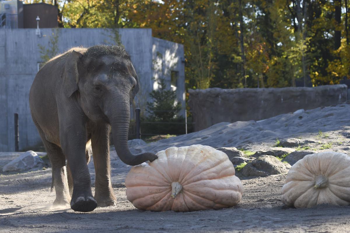 Gallery: Pumpkins for Elephants | Photo Gallery | democratherald.com