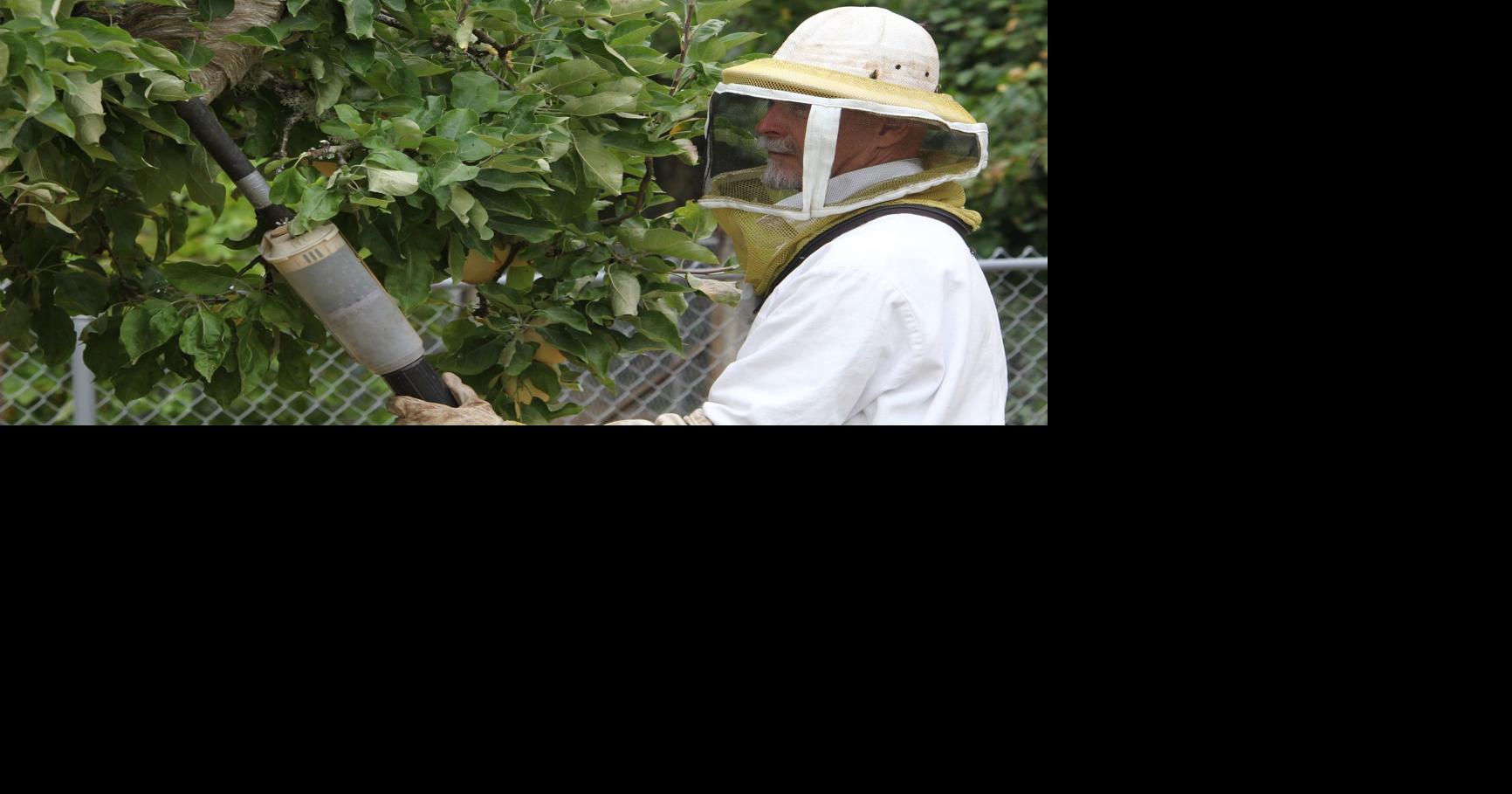 The Story Next Door: The Wasp Guy helps removes the sting