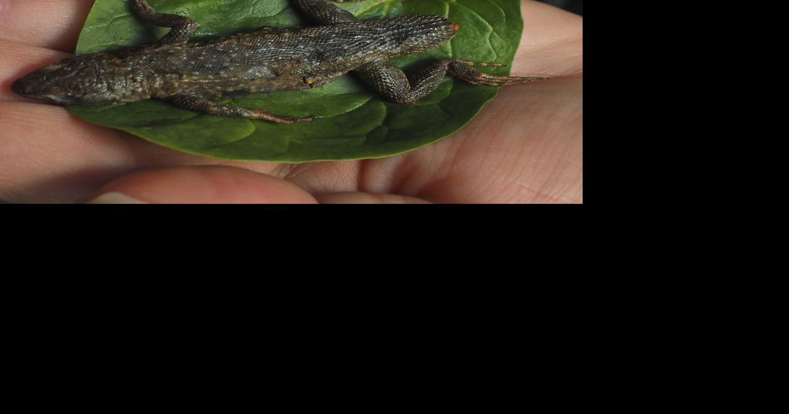 This week in odd news: 'Lady Doritos' and lizard-filled lettuce