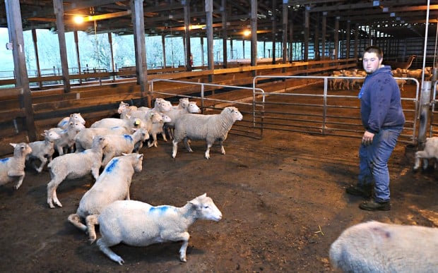 Sheep center downsized | Education | democratherald.com