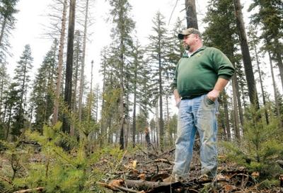 Wood salvaged from burned forest