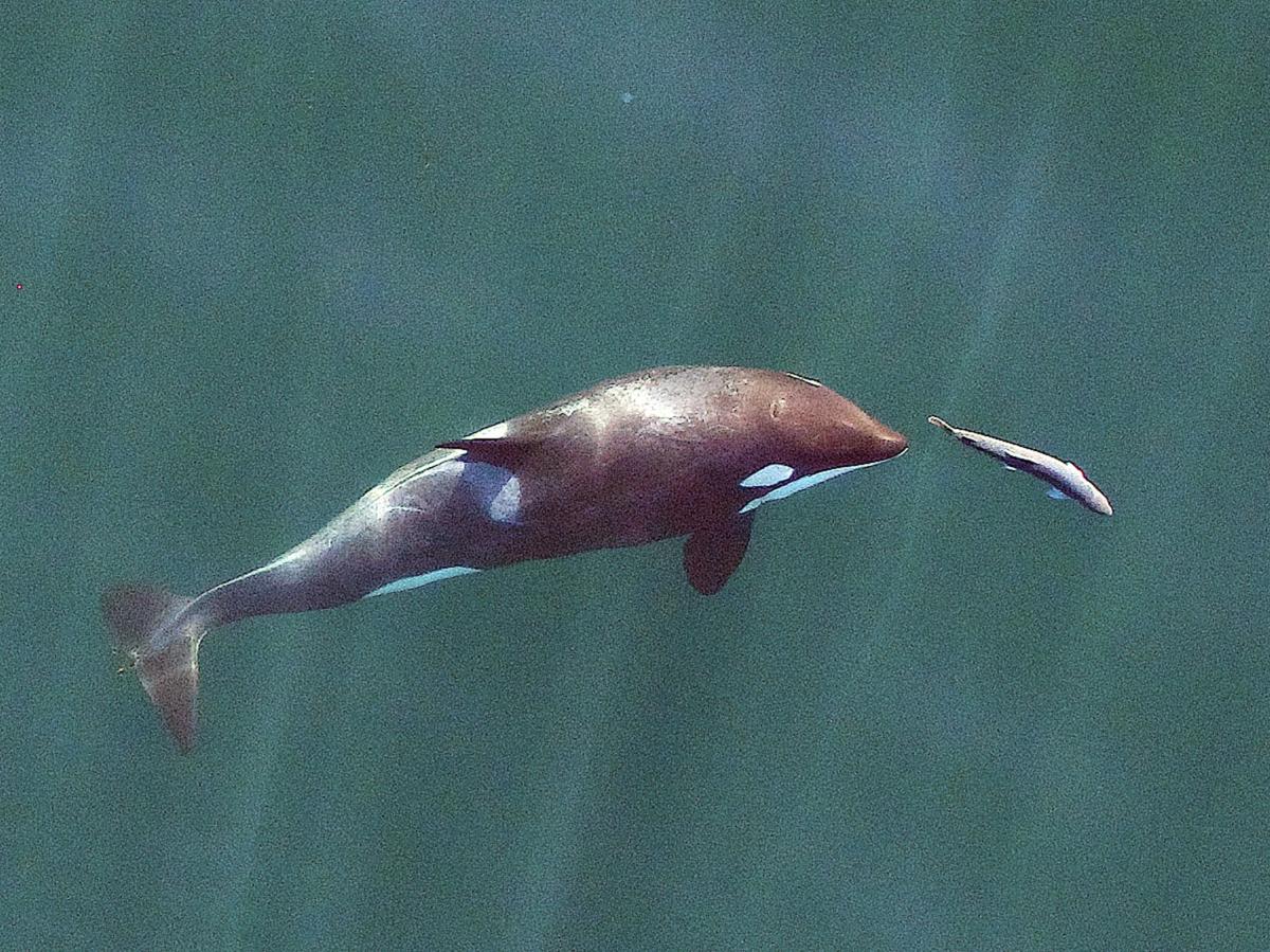 Endangered orcas compete with seals, sea lions for salmon