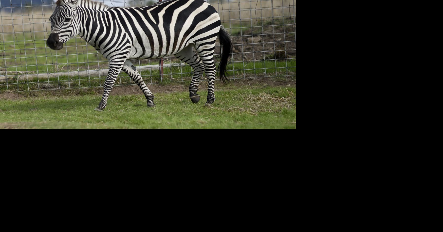 Goat-guarding zebra turns heads near Lebanon