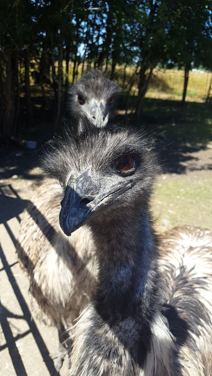 39％割引売れ筋介護用品も！ 【40枚限定】EMU - Riding On The Wind ED40 版画 美術品-OTA.ON.ARENA ...