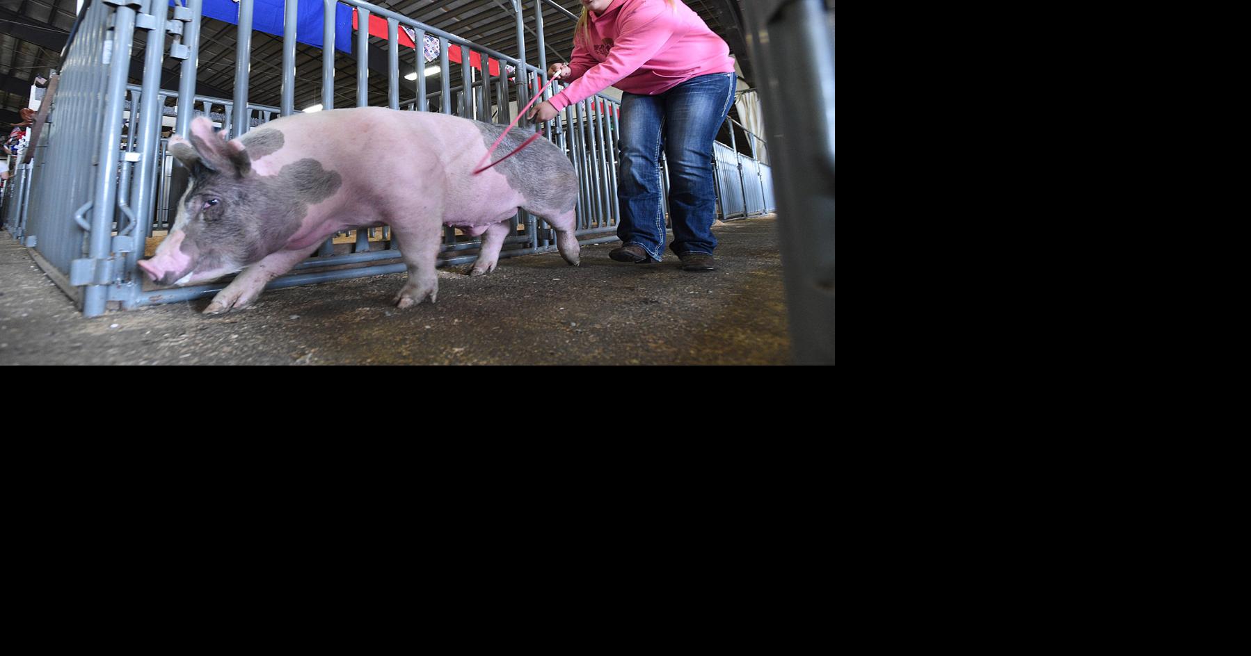 Pigs with personality make 4-H fair fun for S.H. girl