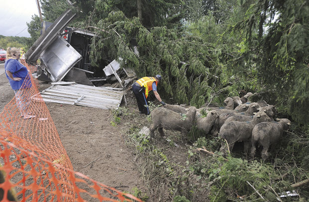 Trailer carrying sheep overturns on Highway 226