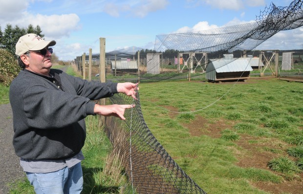 A case of fowl play | Local | democratherald.com