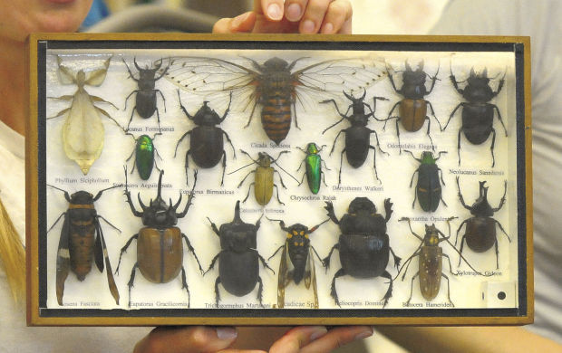 Bugs, beautiful bugs