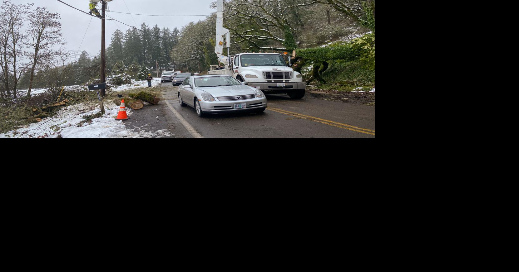 Fallen tree takes out utility pole in North Albany