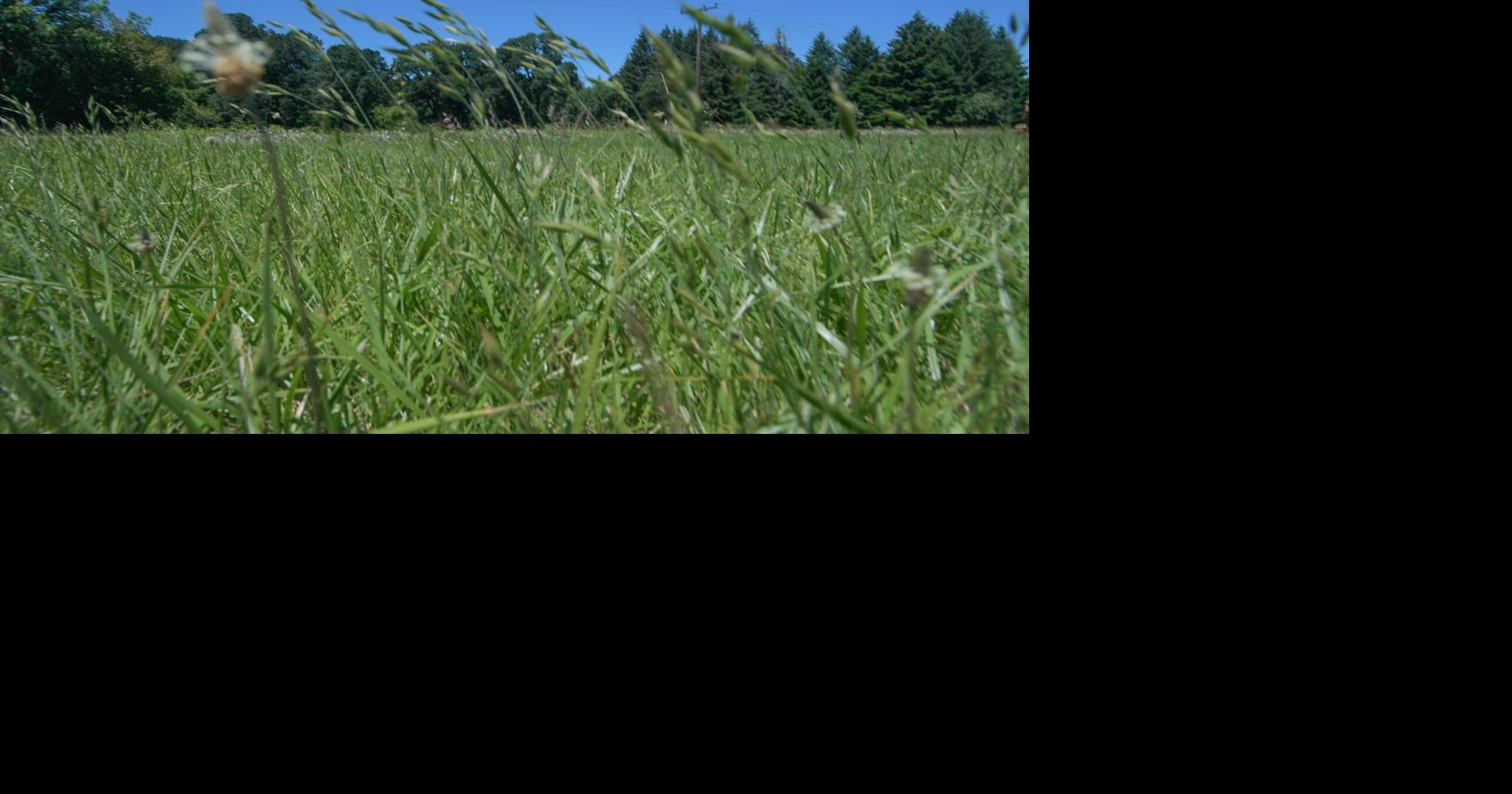 Pollen sky high, but counts hard to find in grass seed capital of the world
