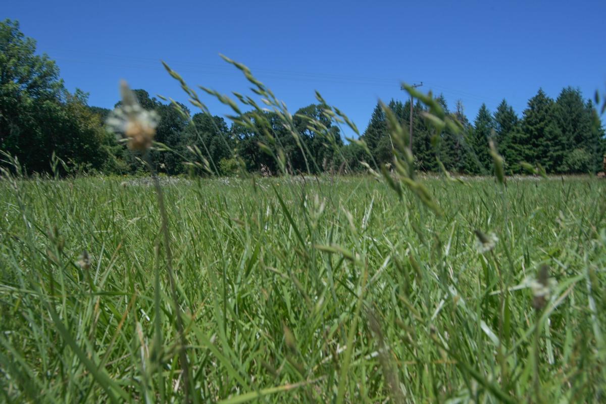 Pollen sky high, but counts hard to find in grass seed capital of the world
