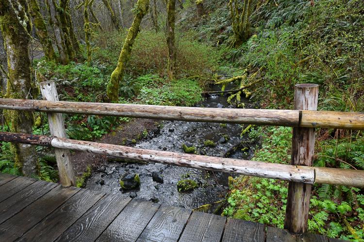 Beazell Memorial Forest remains open and provides outlet during pandemic