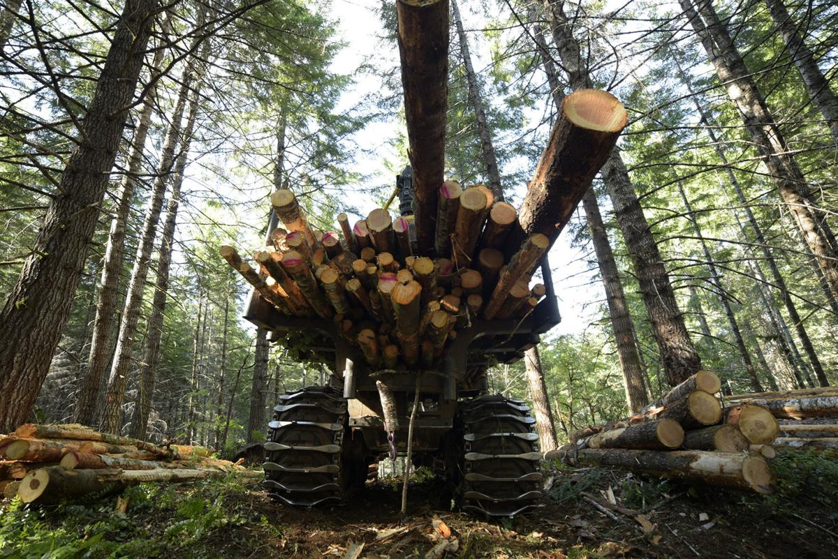 Logging show planned for Dunn Forest | Local | democratherald.com