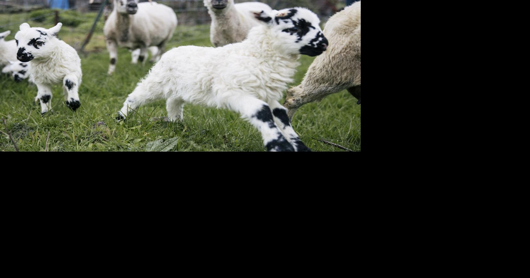 How to Meet the Lambies Day Scio 2024