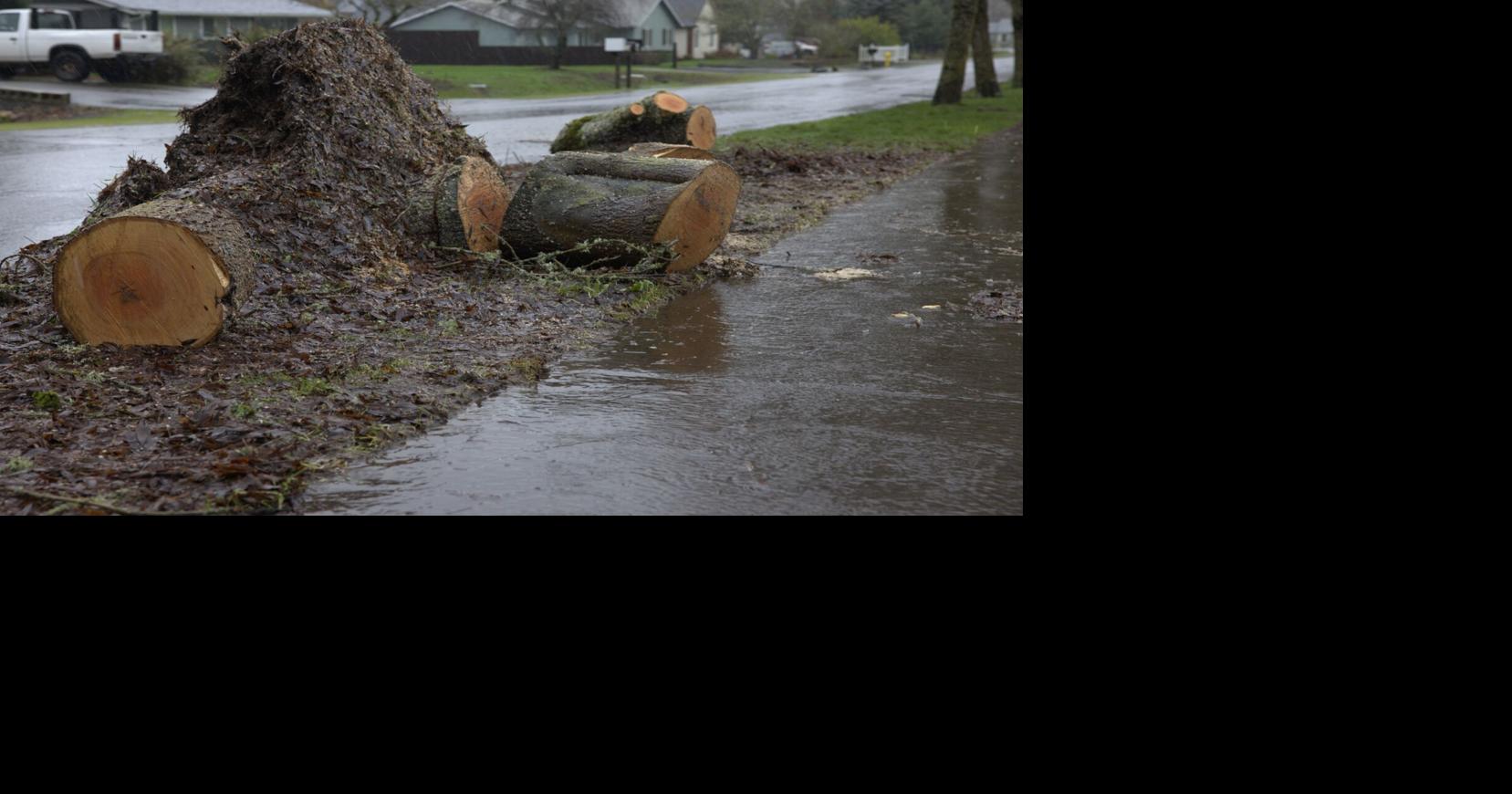 Trees down in Albany: How many calls the city received