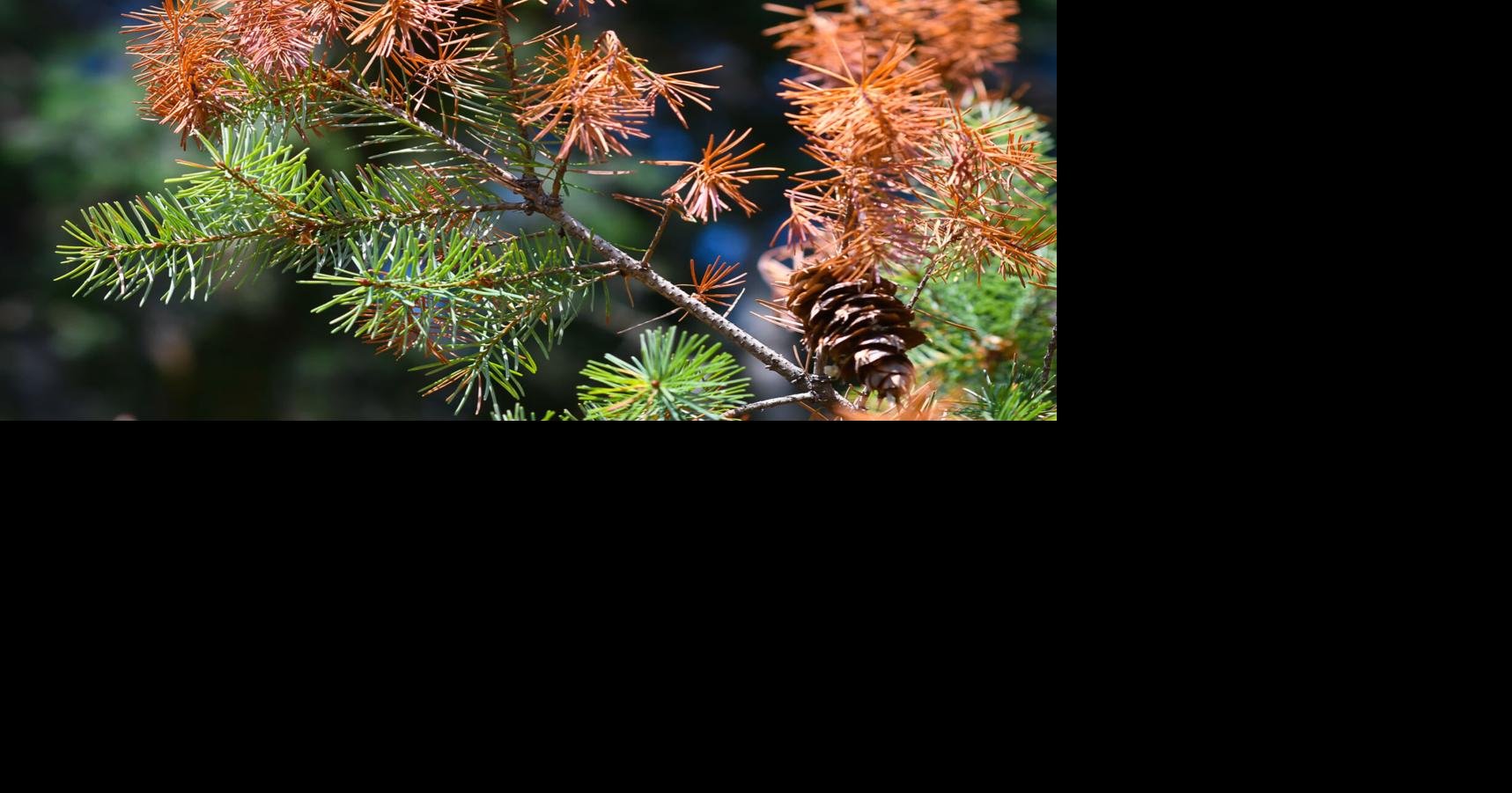 Trees get sunburn, too: Coastal range forests see damage from heat waves
