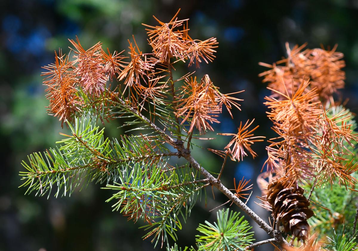 Trees get sunburn, too: Coastal range forests see damage from heat ...
