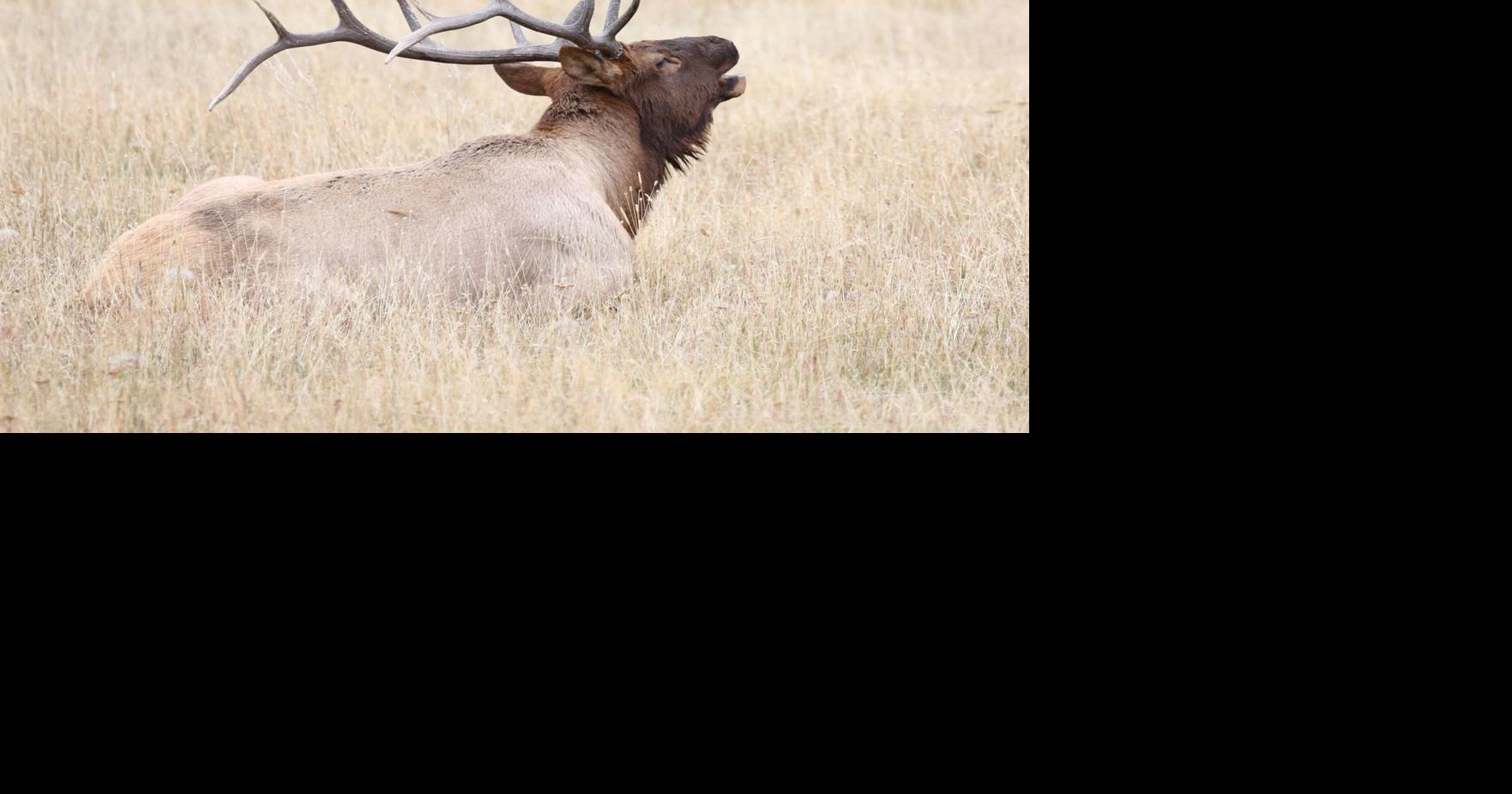 Bull elk poached in Linn County