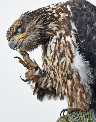 Around the Mid-Willamette Valley (April 26)