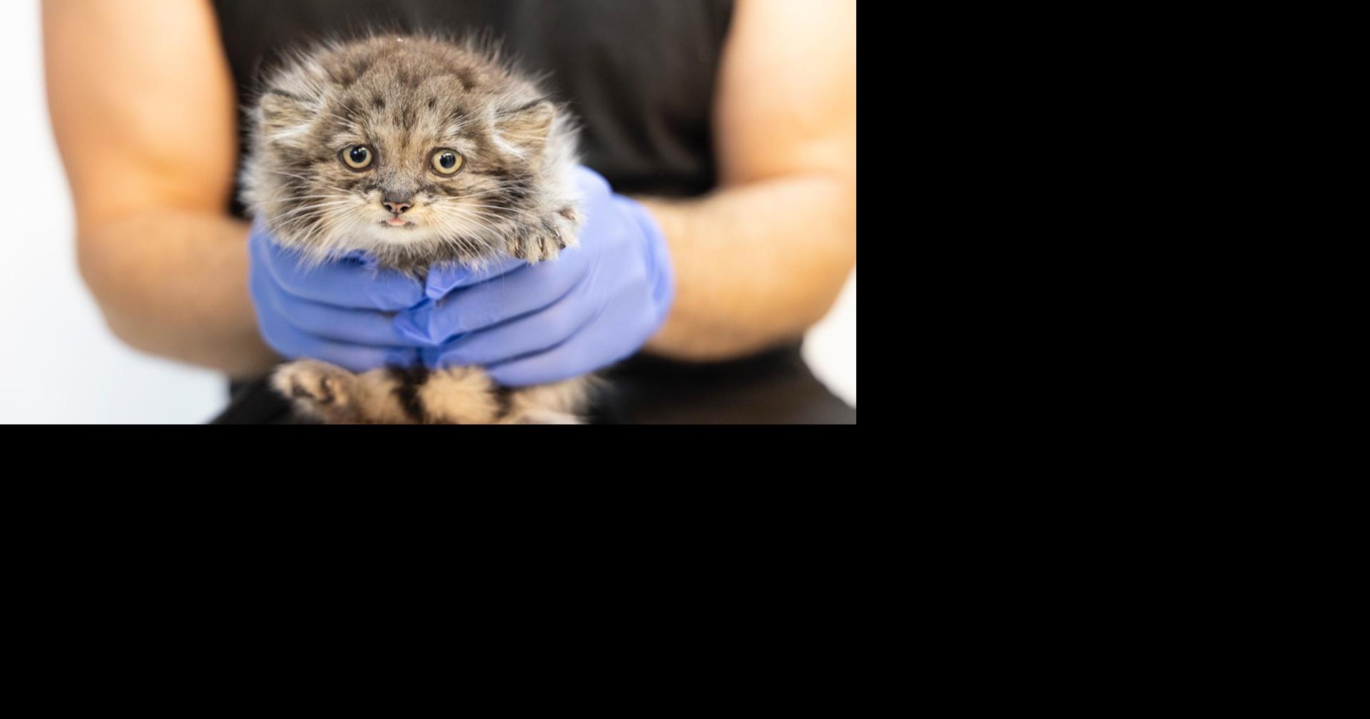 Finnish zoo celebrates arrival of adorable Pallas's cat kitten