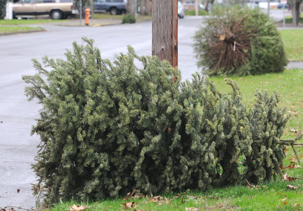 Republic Services offers pick-up of Christmas trees