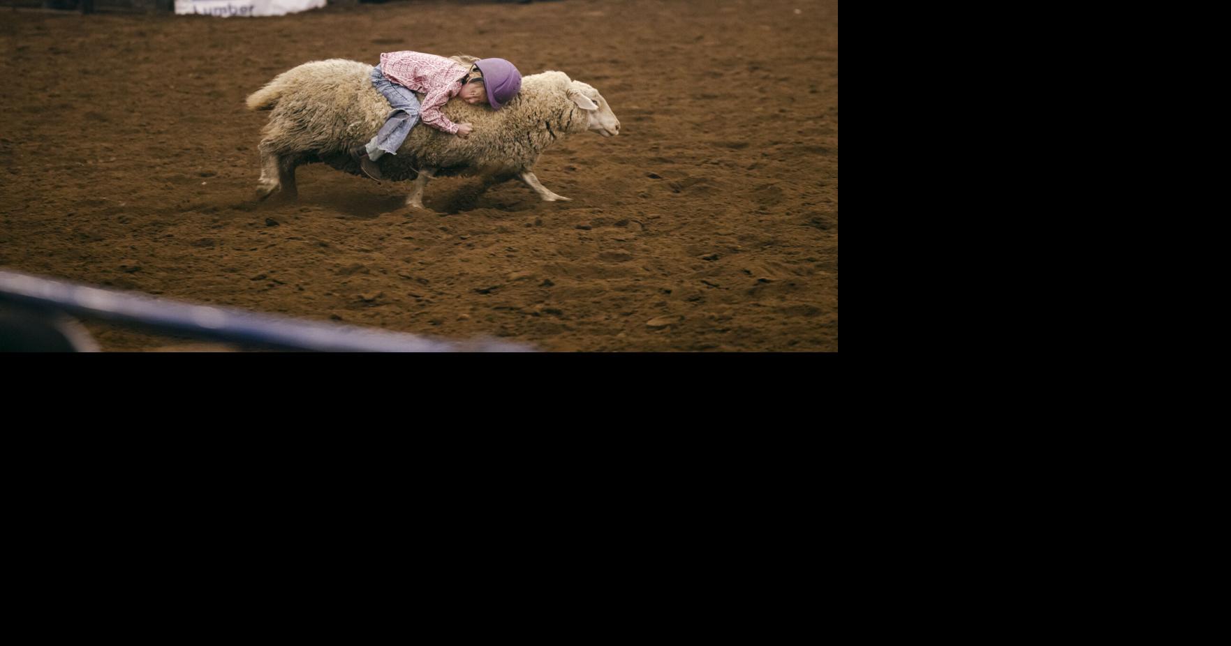 Hell on Hooves Rough Stock Rodeo_Mutton Busting