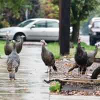 LPD to kill nuisance turkeys