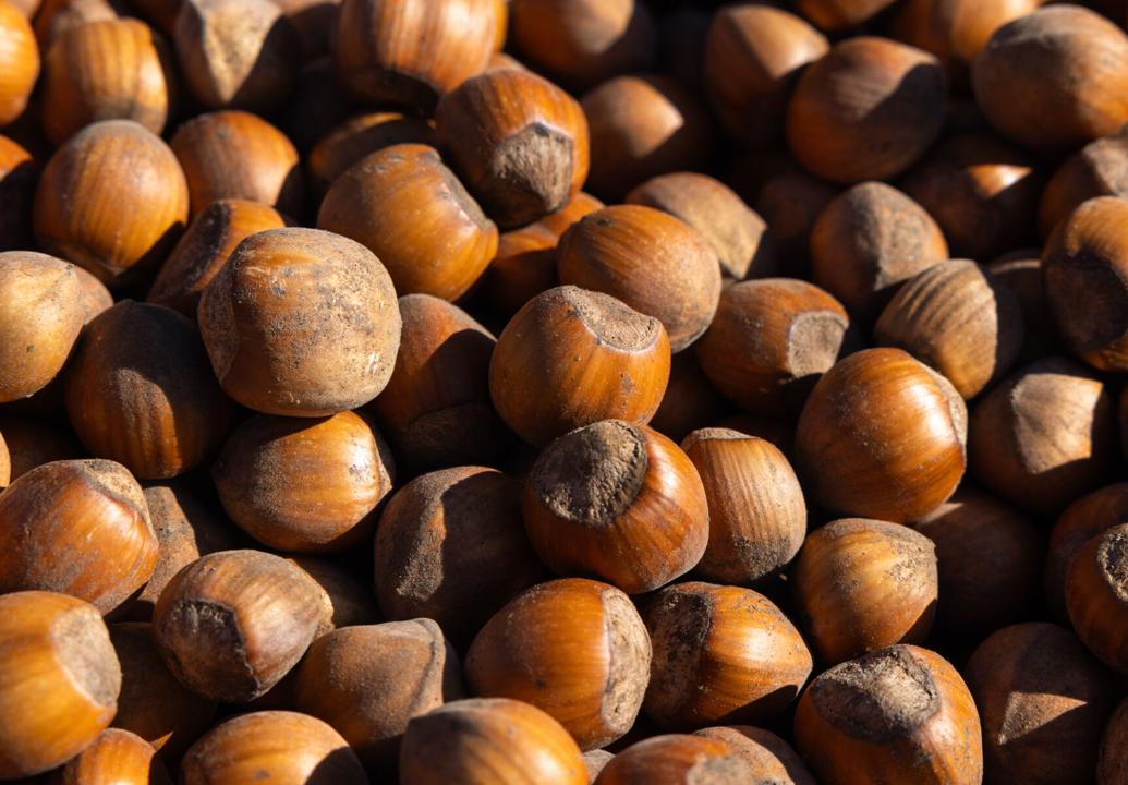 Hazelnut farming comes on strong in Oregon