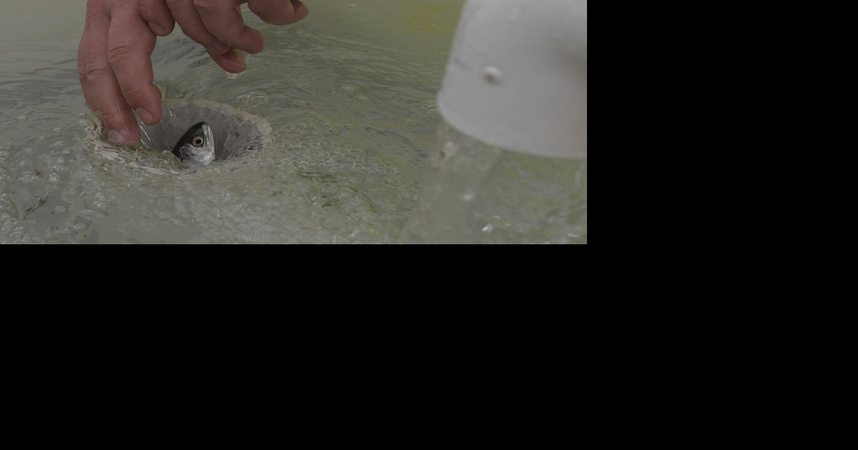 Corps puts new Foster Dam fish weir to the test