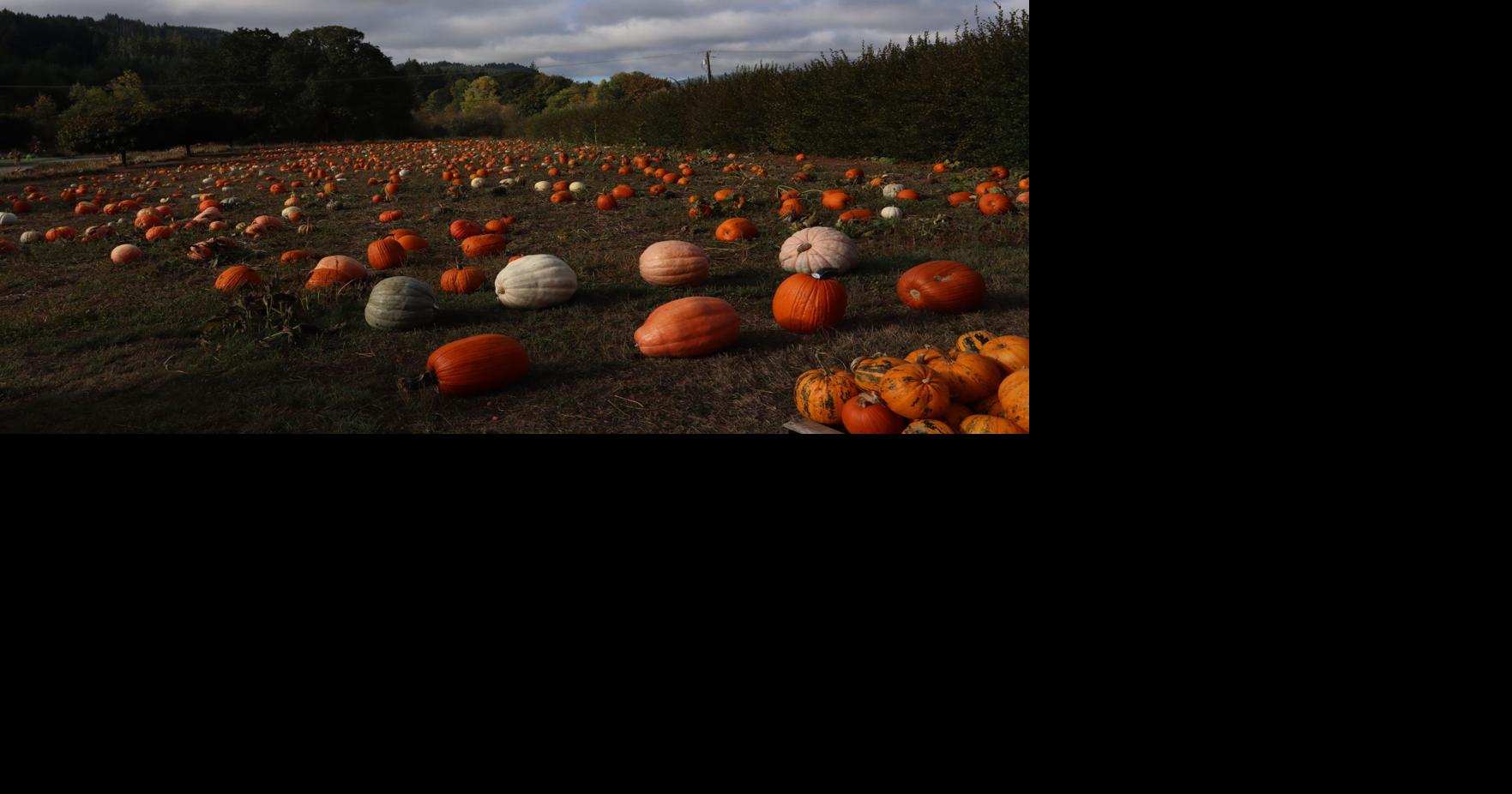 Harvest and Halloween Events (Oct. 27)