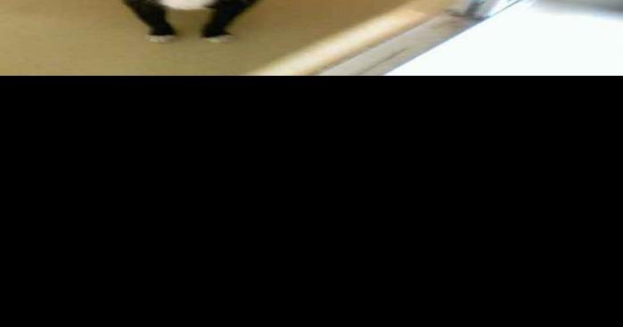 Lundy: Life with a senile cat