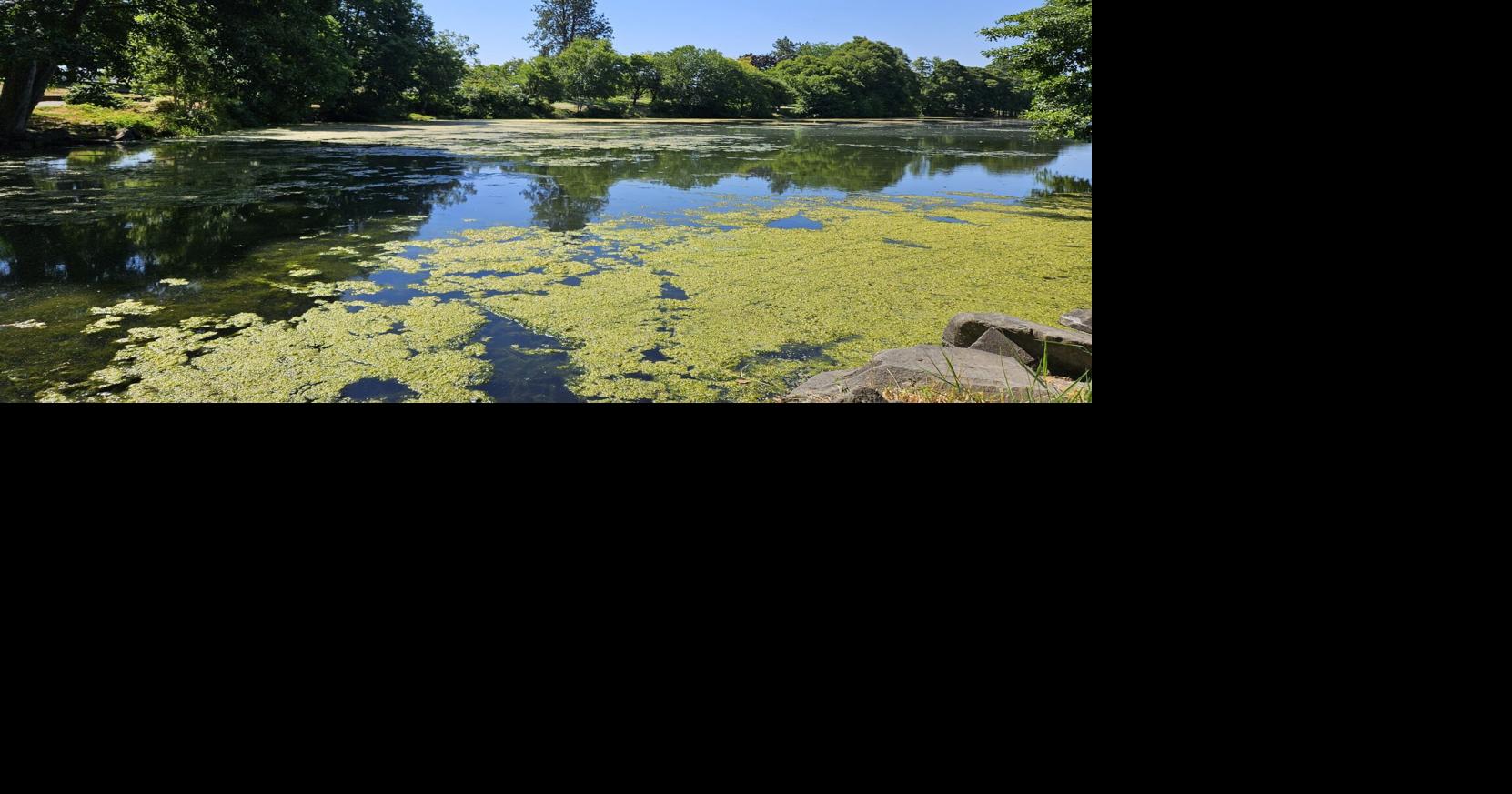 Waverly Lake cleaning delayed