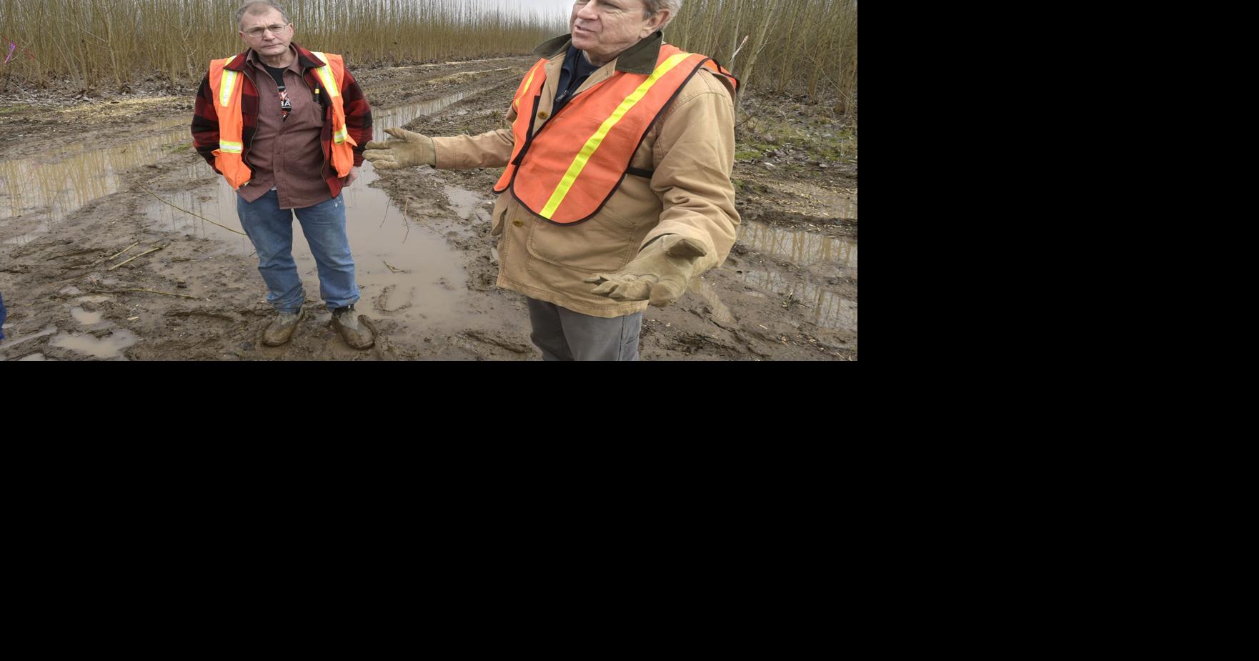 Poplar trees being used in biofuel study