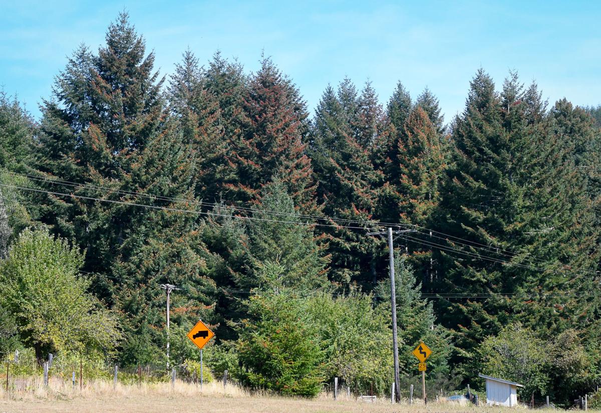 Trees get sunburn, too: Coastal range forests see damage from heat ...
