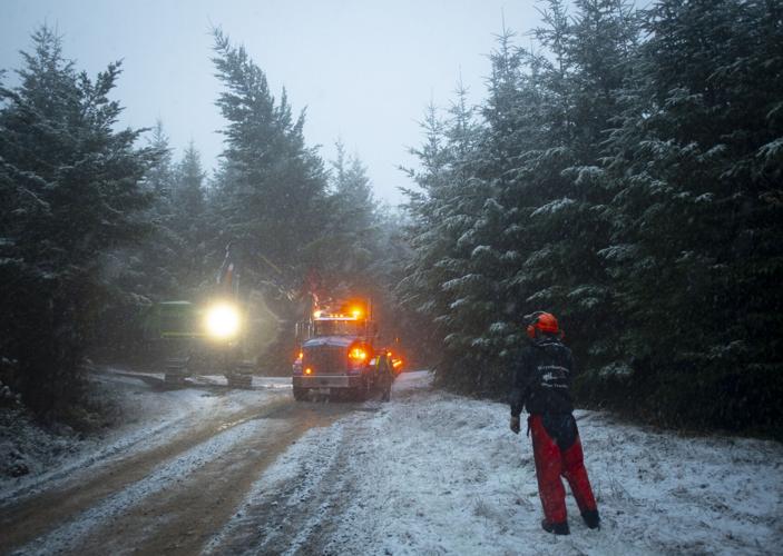 The journey of Albany's Christmas tree
