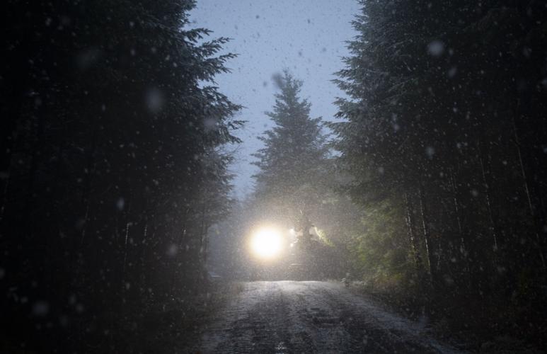 The journey of Albany's Christmas tree