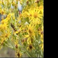 Tansy ragwort again threatens Oregon