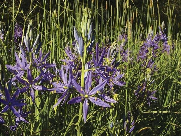 Field Guide: Camas