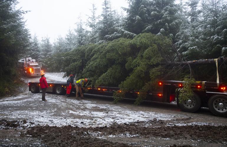 The journey of Albany's Christmas tree
