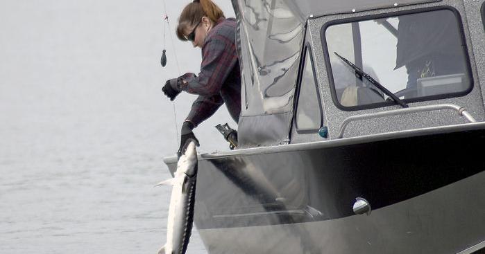 States set June sturgeon seasons, adopt new sanctuary
