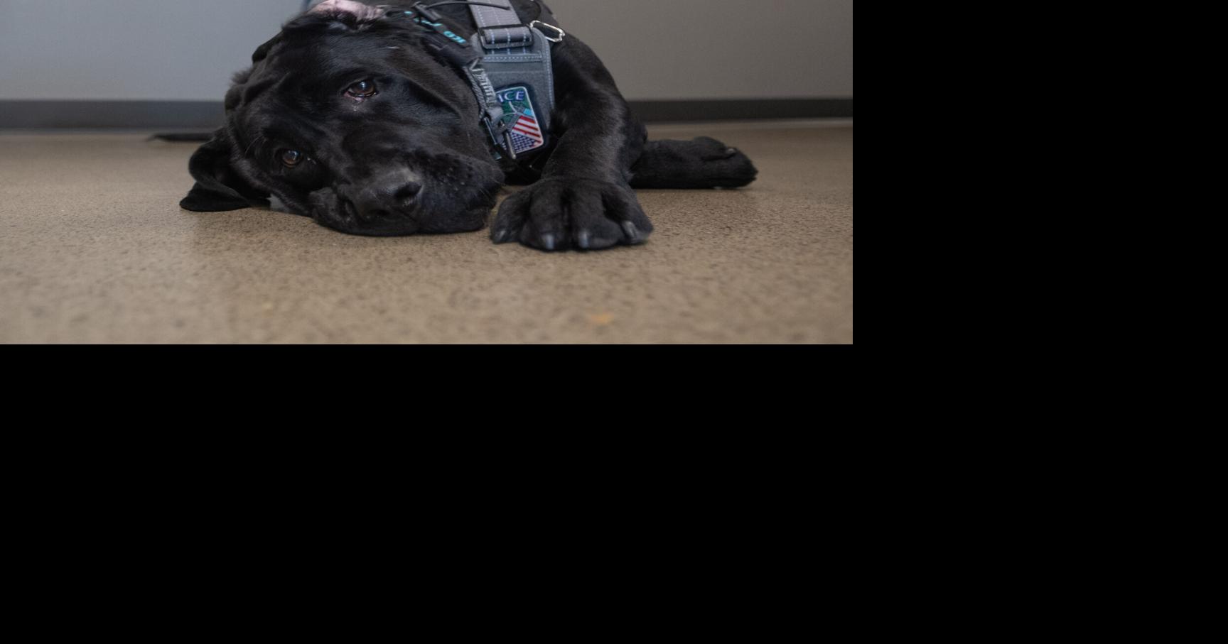There’s a new K9 in town: Albany police welcome wellness dog