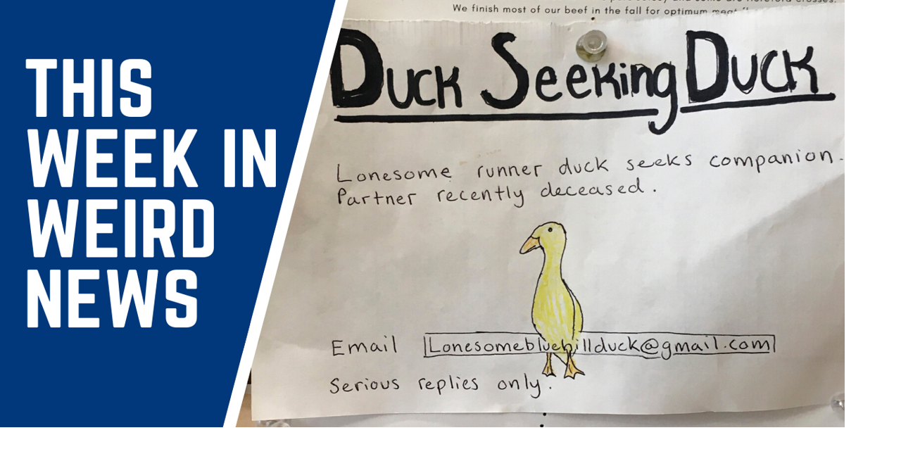 Duck dating ad seeks match for man's grieving bird, and more of this ...