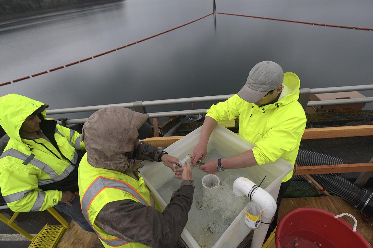 Gallery: Foster Fish Weir study