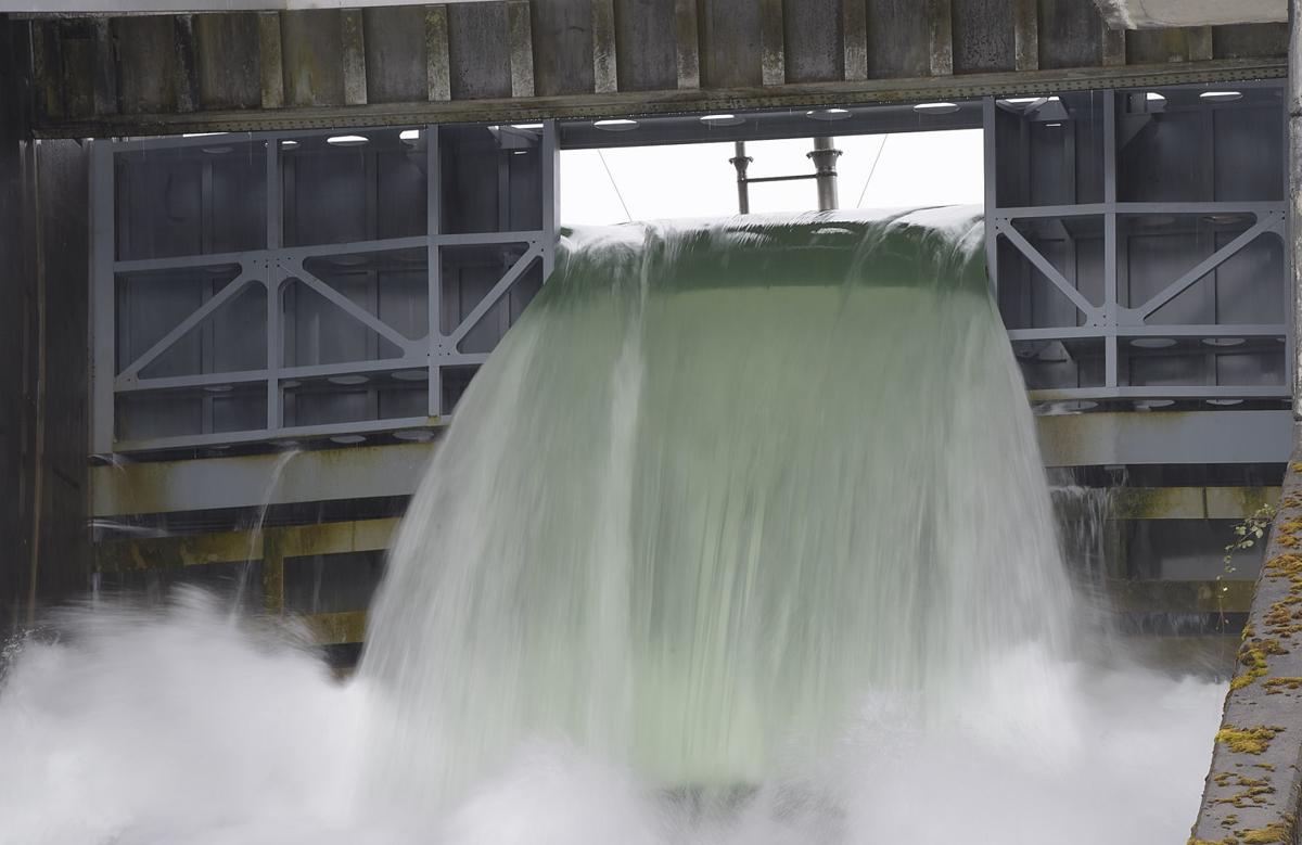 Corps puts new Foster Dam fish weir to the test | News | democratherald.com