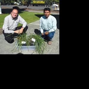 A breakthrough in grass seed