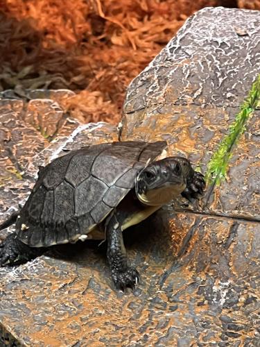 Beware of endangered turtles crossing the road | Londonderry ...