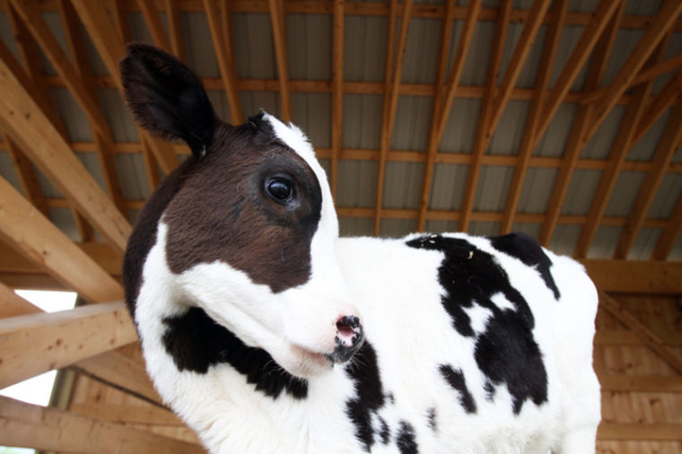 J&F Farms offers visitors a look at family farm | News | derrynews.com