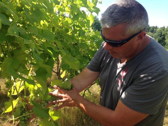 Grape expectations | News | derrynews.com