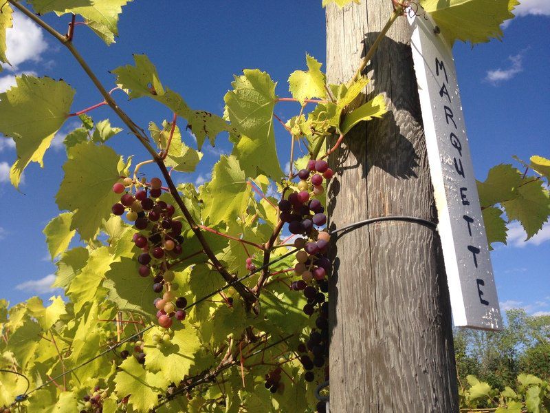 Grape expectations | News | derrynews.com